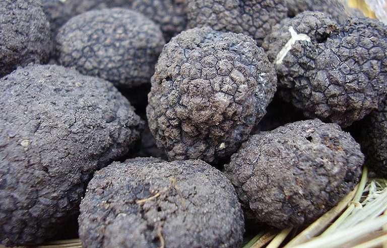 La trufa, un tesoro silvestre con alto valor culinario