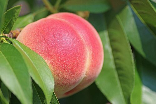Frutas deformes y polinizaciones fallidas: así afecta el clima a los ...