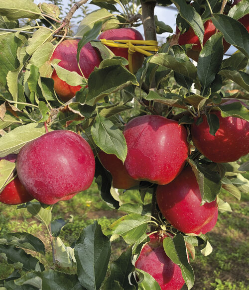Samboa, una nueva filosofía de manzana