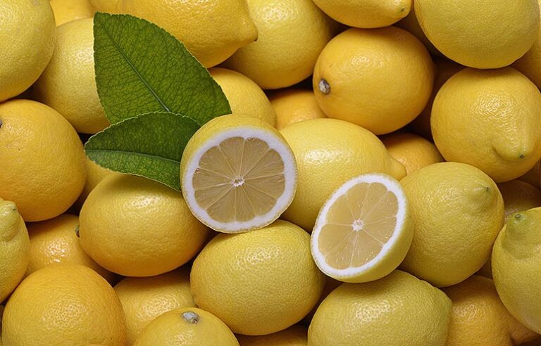 Buena parte de la cosecha de limón Fino sigue sin recolectarse