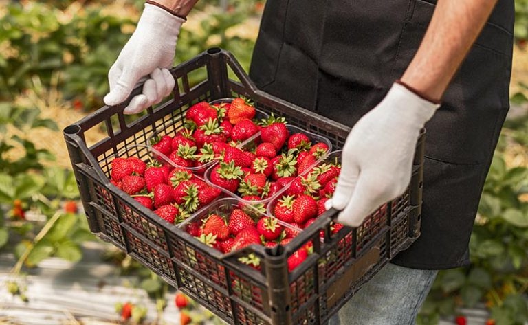 Balance agridulce para la campaña de frutos rojos en Huelva - Valencia ...