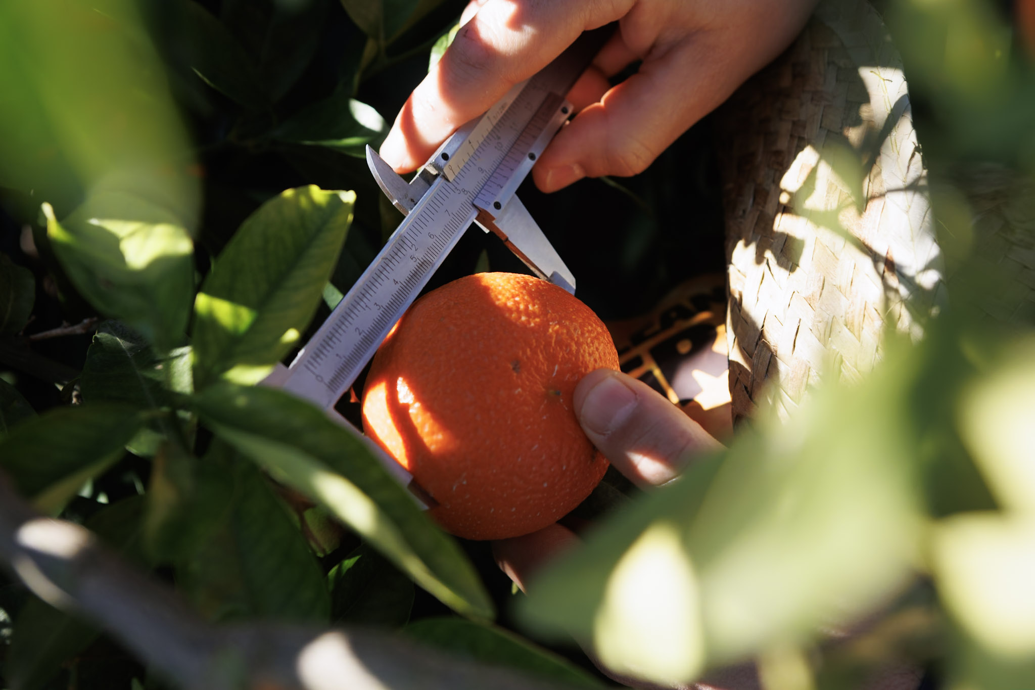 La mandarina Leanri conquista el mercado