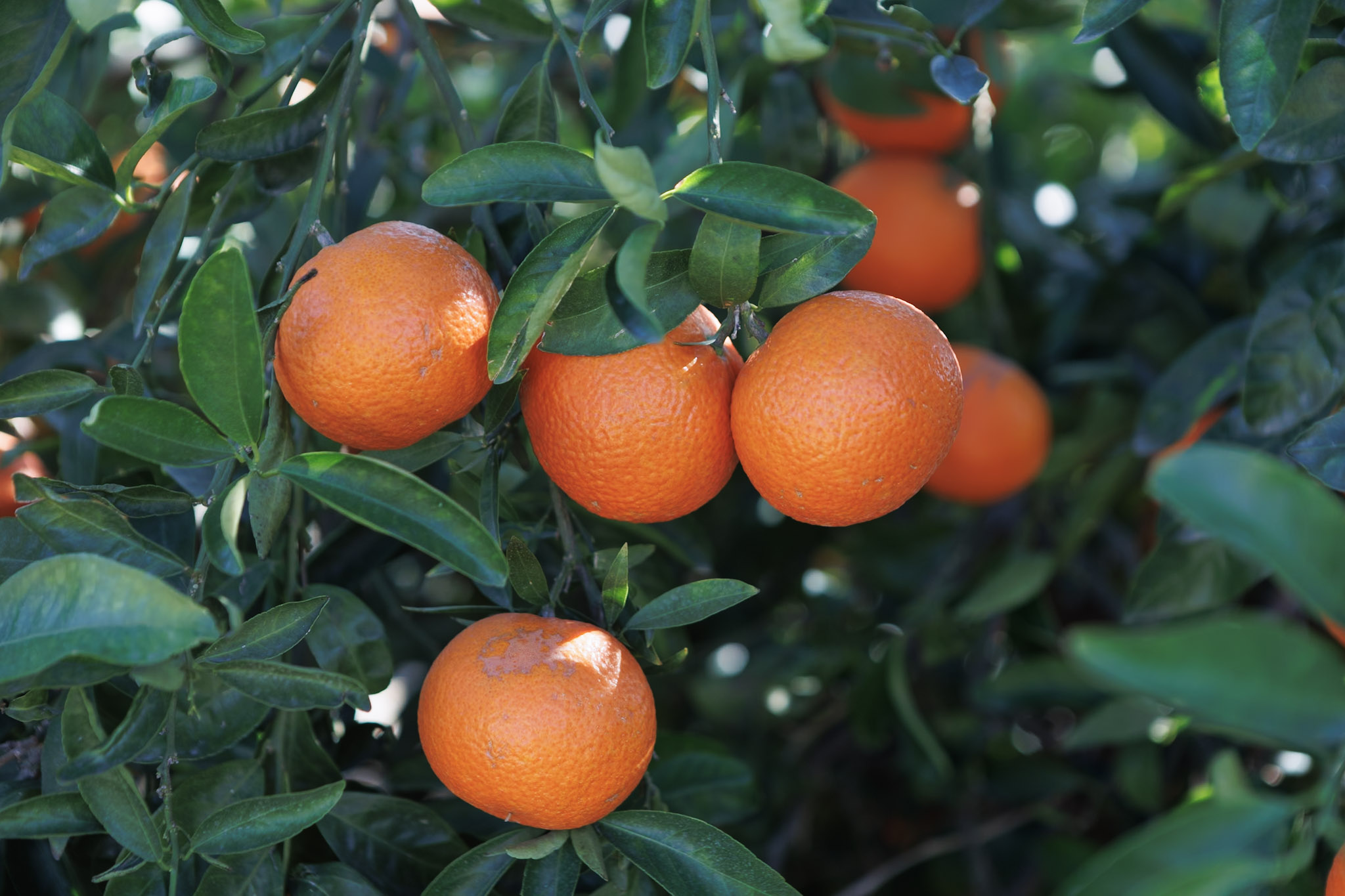 Leanri refuerza su presencia en el mercado con nuevas estrategias de ...