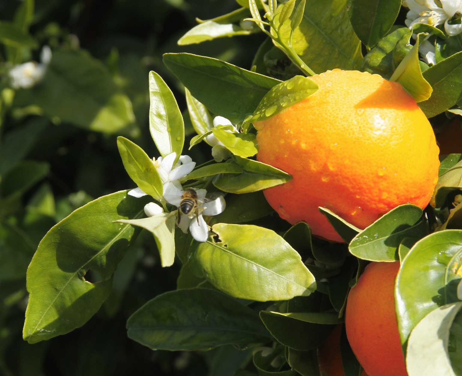ORRi revalida su liderazgo como mandarina premium durante la campaña ...