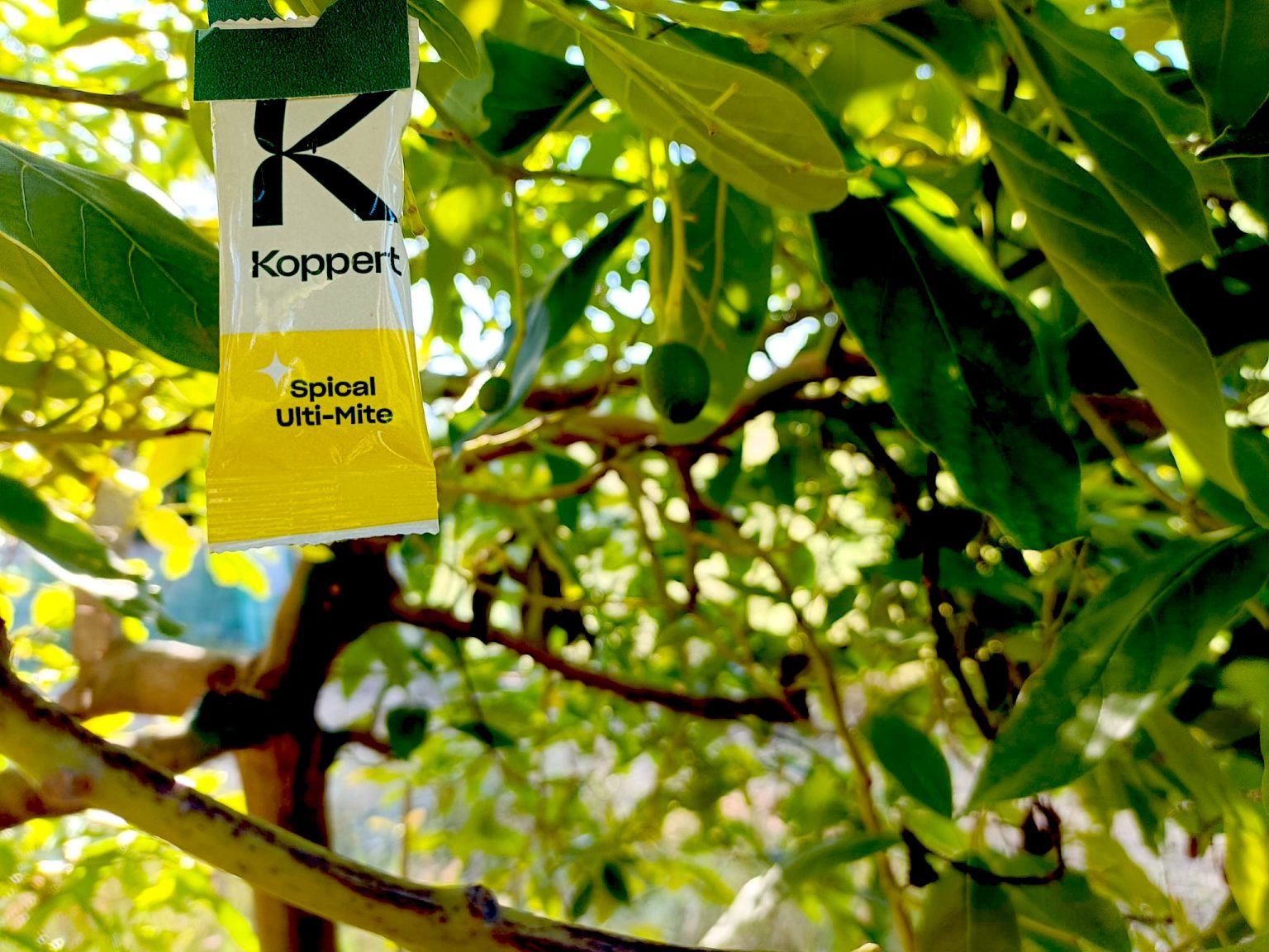 El control biológico de Koppert frena las principales plagas en aguacate y mango