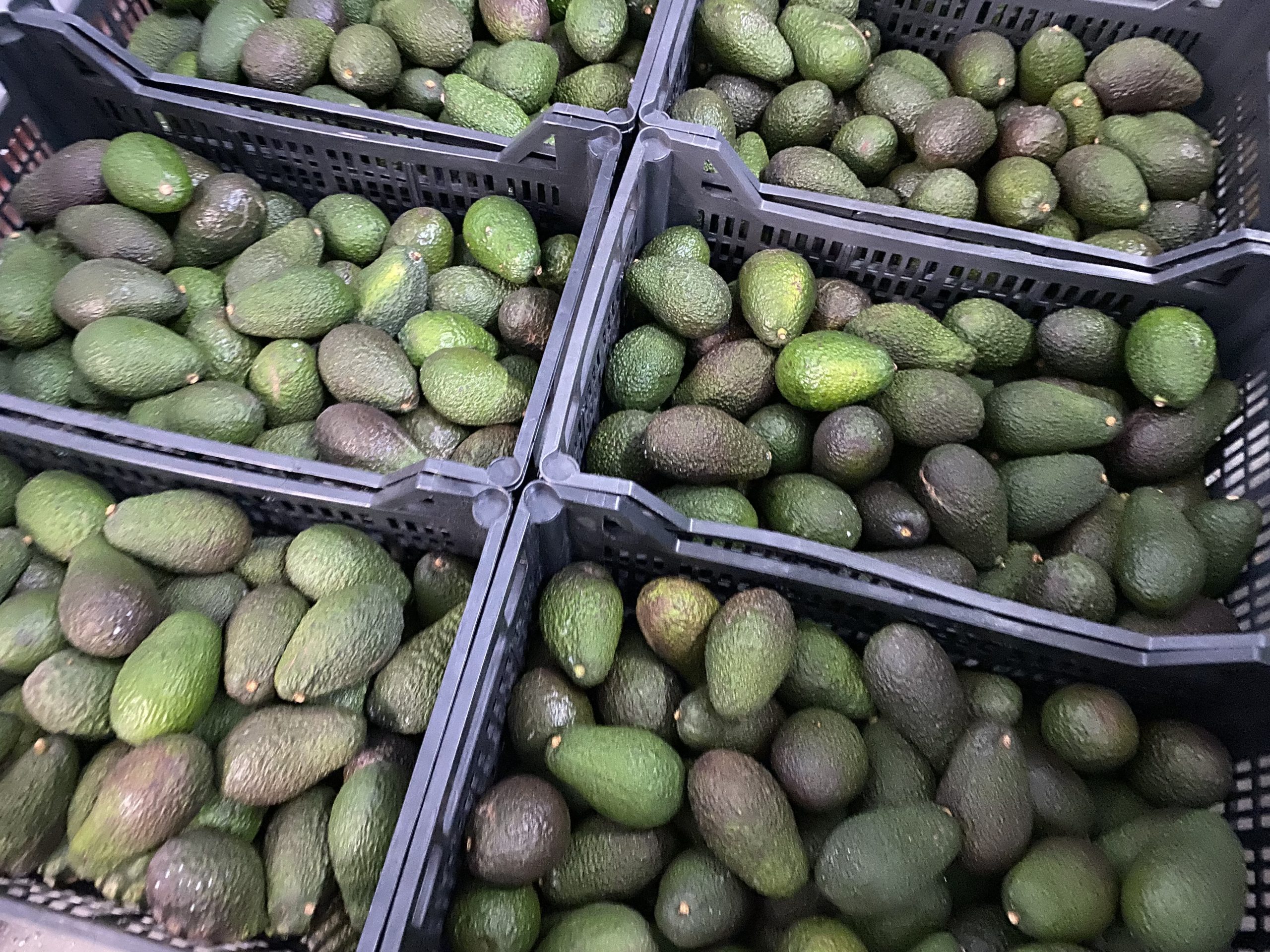 Soluciones orgánicas de Citrosol para la postcosecha del aguacate