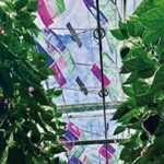 FD22-05_3134 - Valencia Fruits